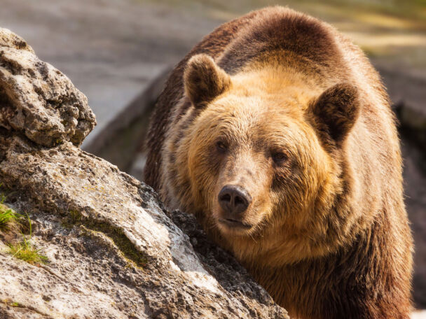 ZOO Bojnice – najstaršia a najnavštevovanejšia ZOO na Slovensku